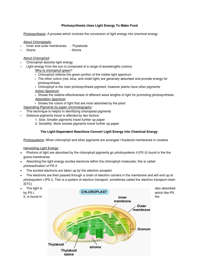 Outline for Photosynthesis | Photosynthesis | Chlorophyll