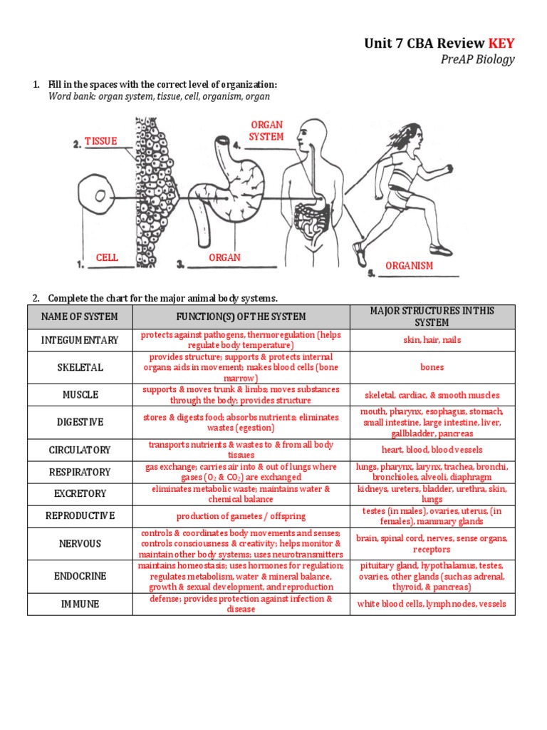PAP Review KEY - Unit 7 CBA 2016-2017 | PDF | Human Body | Homeostasis