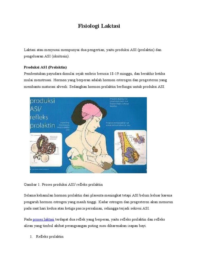Fisiologi Laktasi | PDF