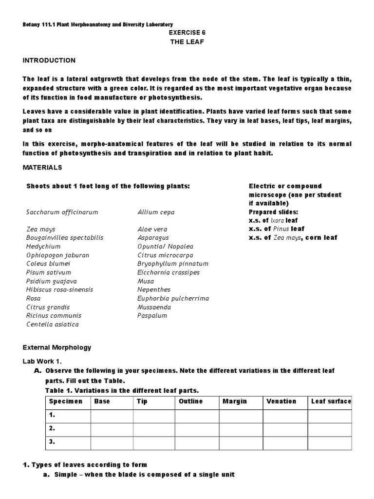 Leaf Morphology and Anatomy Lab Guide | PDF | Leaf | Tissue (Biology)
