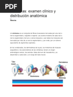 Dermatomas y Miotomas La Inervación Sensitiva Segmentaria | PDF ...
