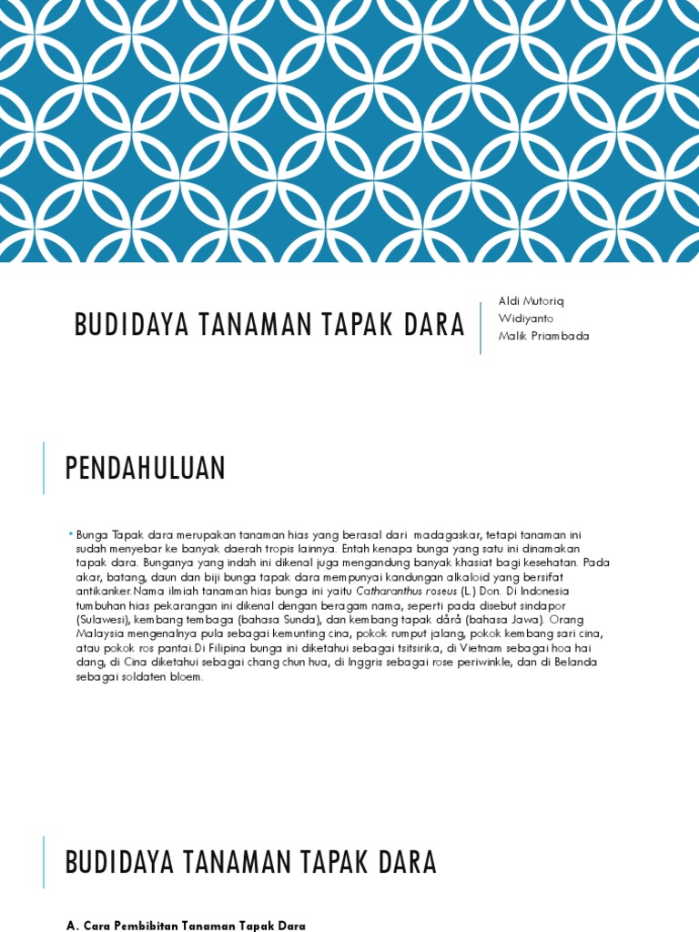 Budidaya TANAMAN TAPAK DARA | PDF