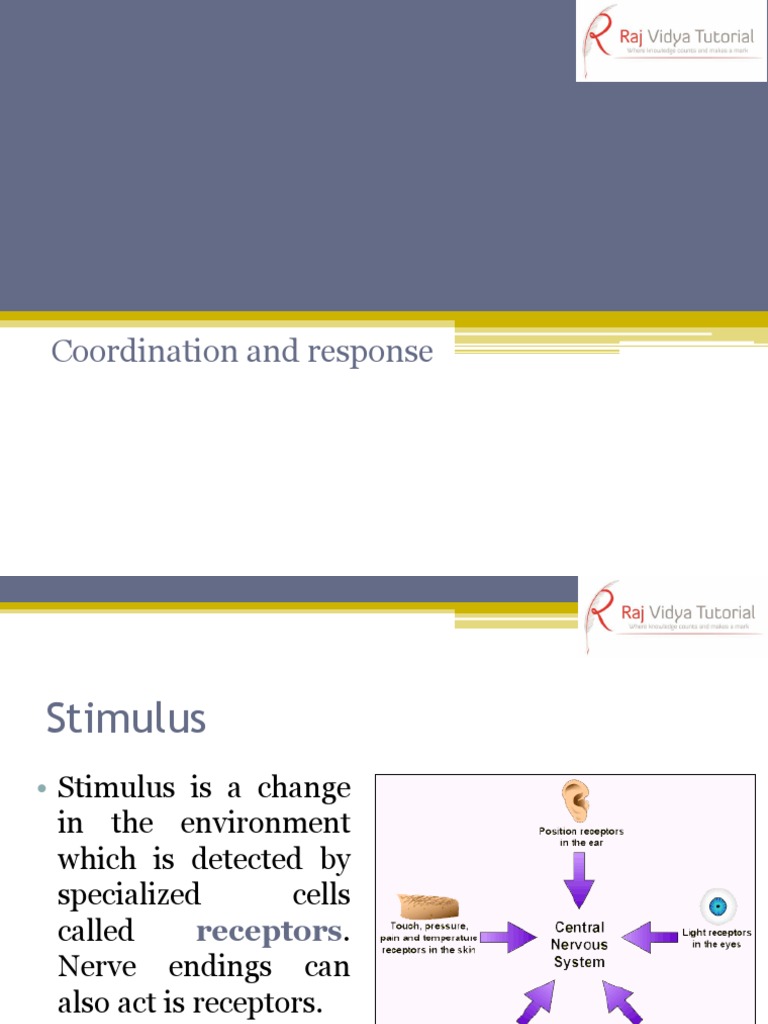 Coordination and Response - 2017-2018 - Raj Vidya Tutorial | PDF