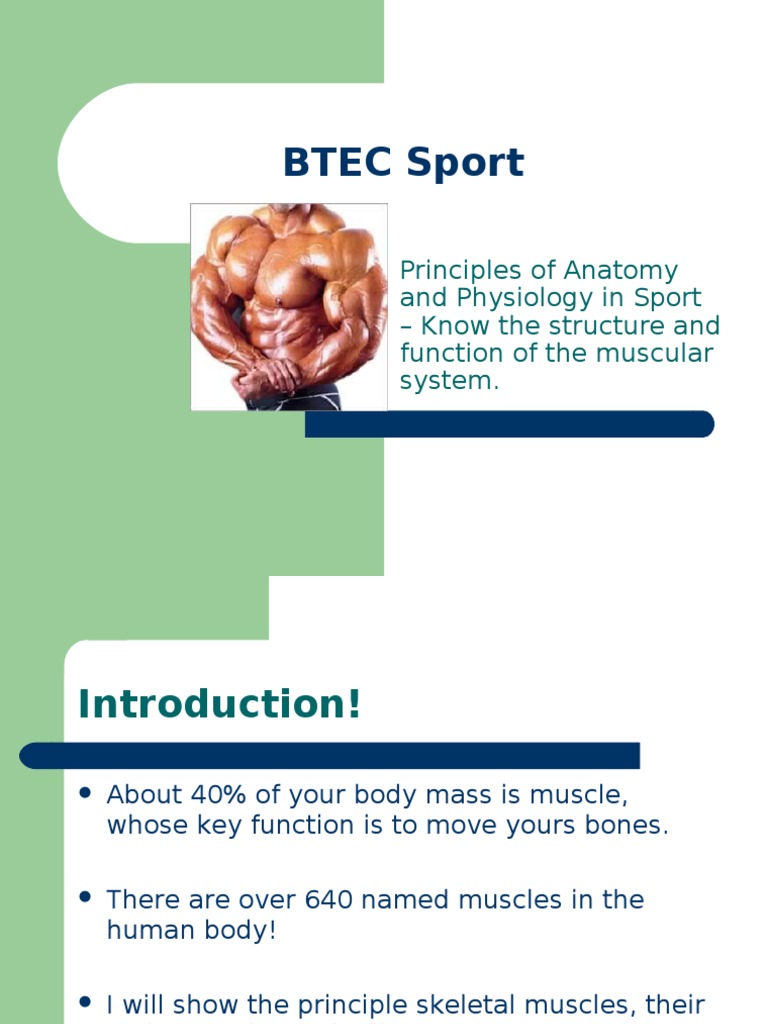BTEC Sport - Anatomy - Muscle Groups | PDF | Arm | Shoulder