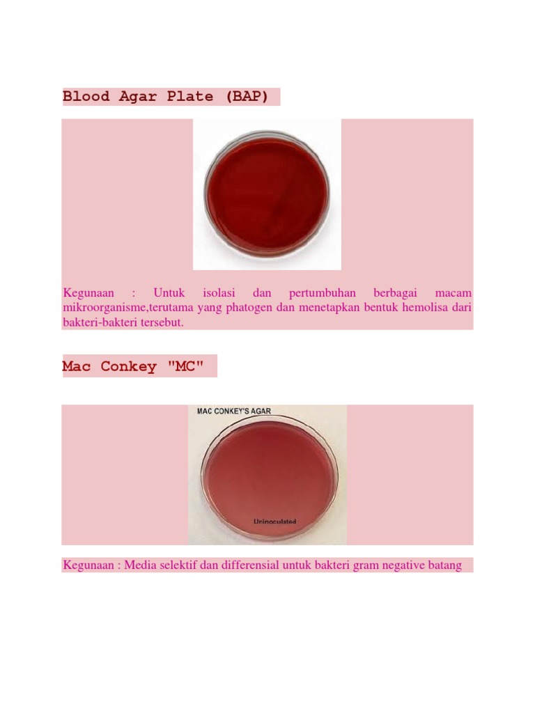 Media Pertumbuhan Bakteri | PDF