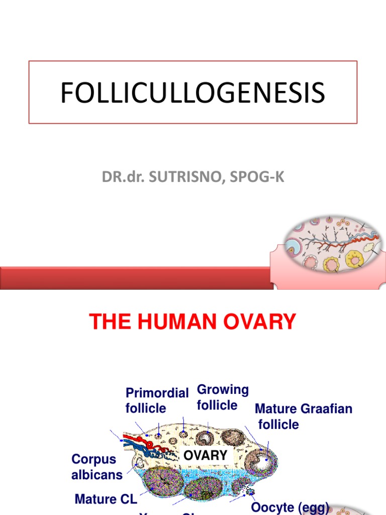 The Stages of Folliculogenesis: A Comprehensive Overview of Ovarian ...