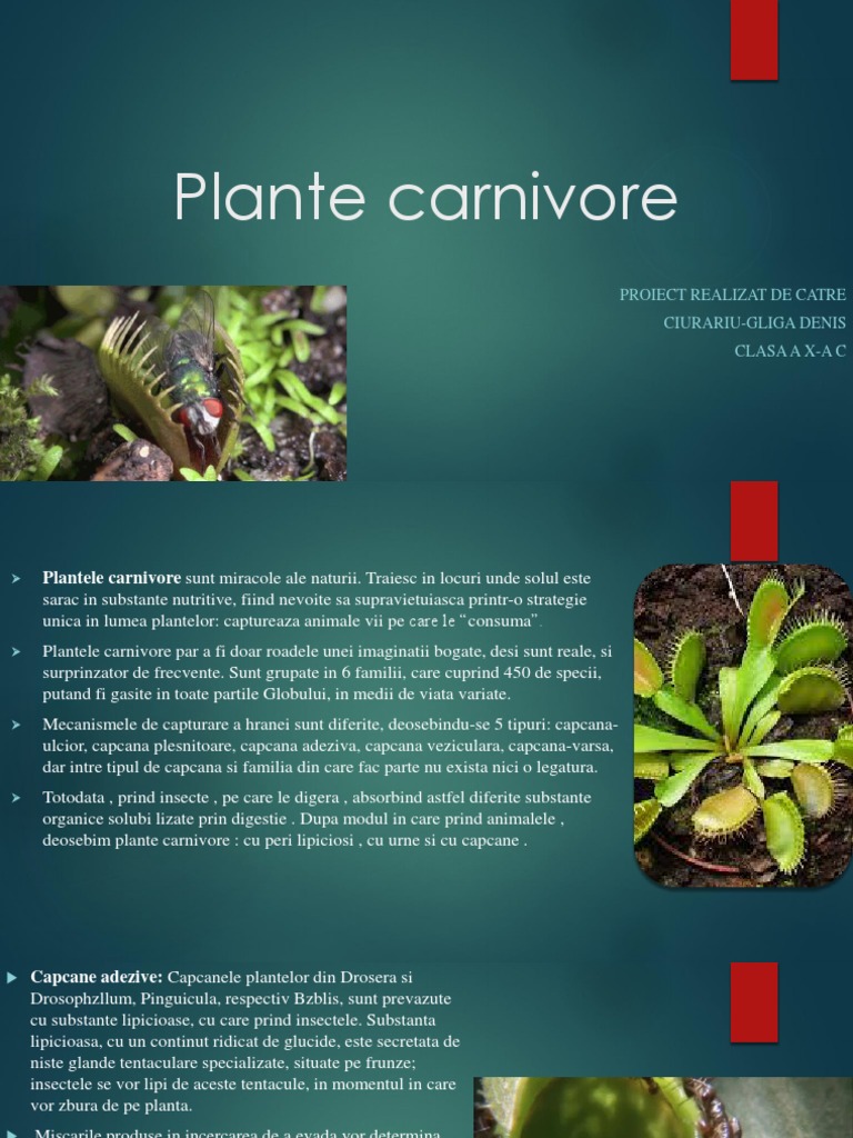 Plante Carnivore | PDF