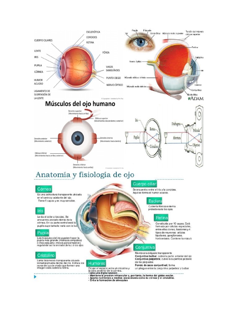 Anatomía Del Ojo Conjuntiva Conjuntiva Ocular: Anatomia Y Fisiologia