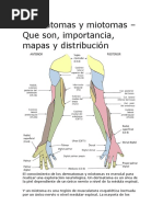 Miotomas - Definición y Pruebas - Kenhub | PDF | Codo | Neuroanatomía
