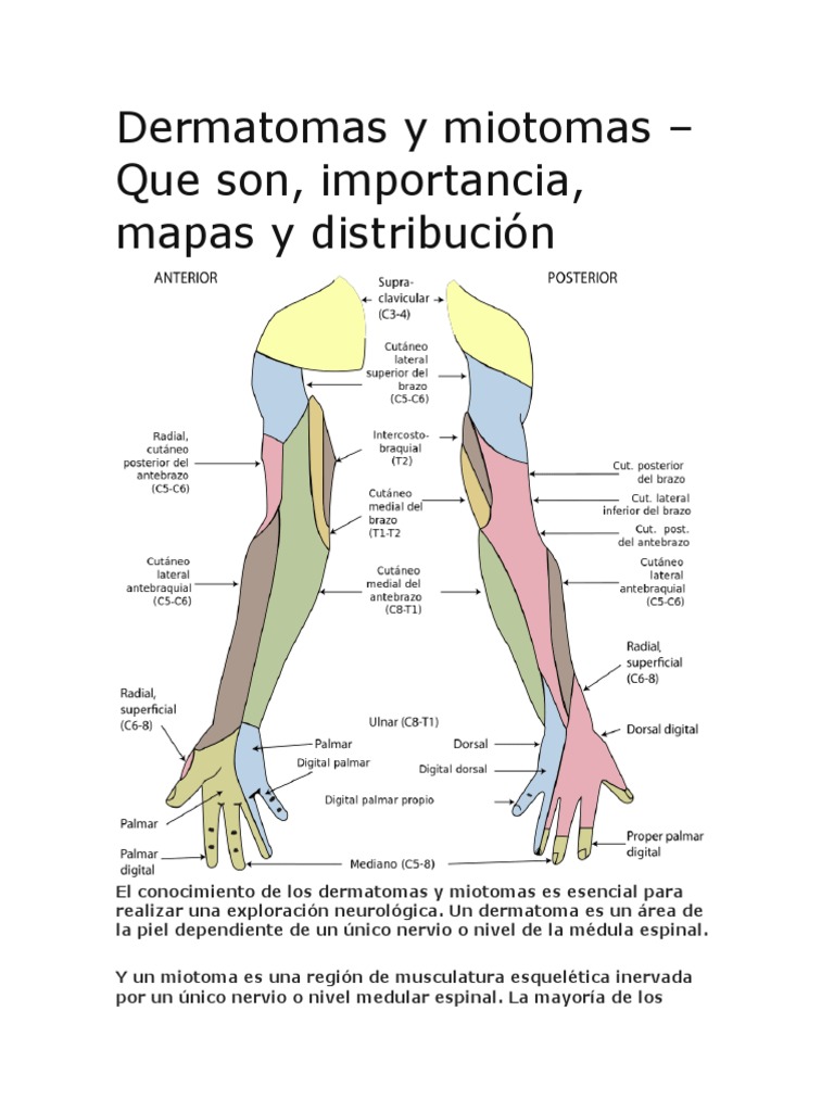 Dermatomas y Miotomas: Mapas y Funciones | PDF | Médula espinal | Nervio