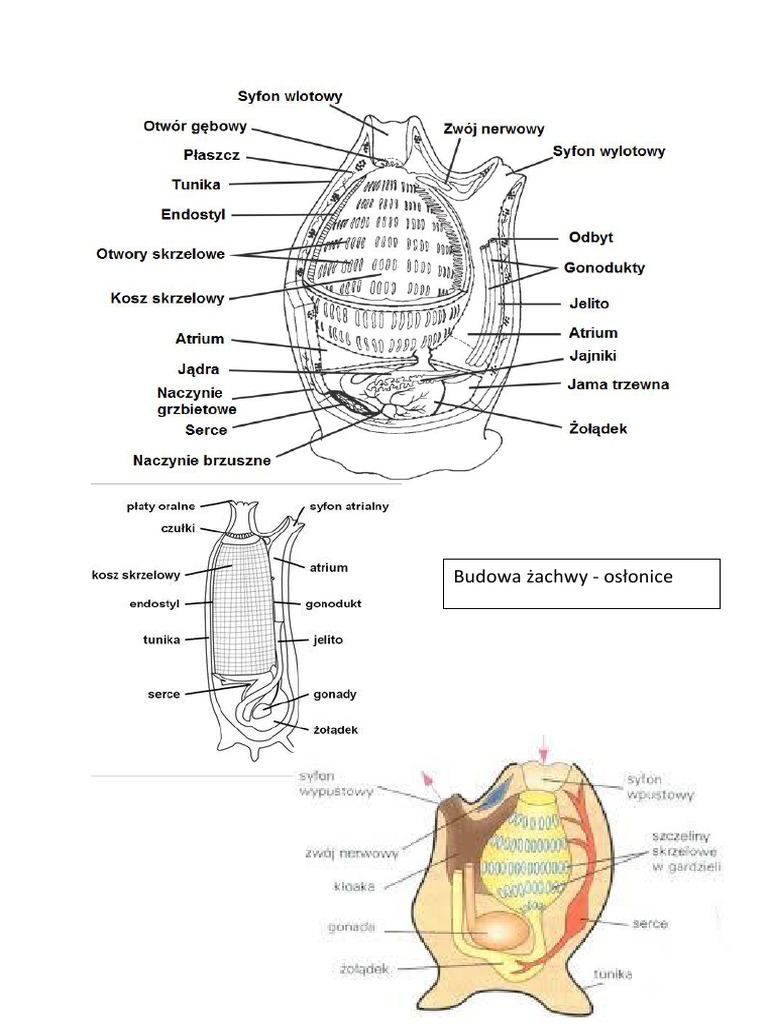 OSŁONICE I Lancetnik | PDF