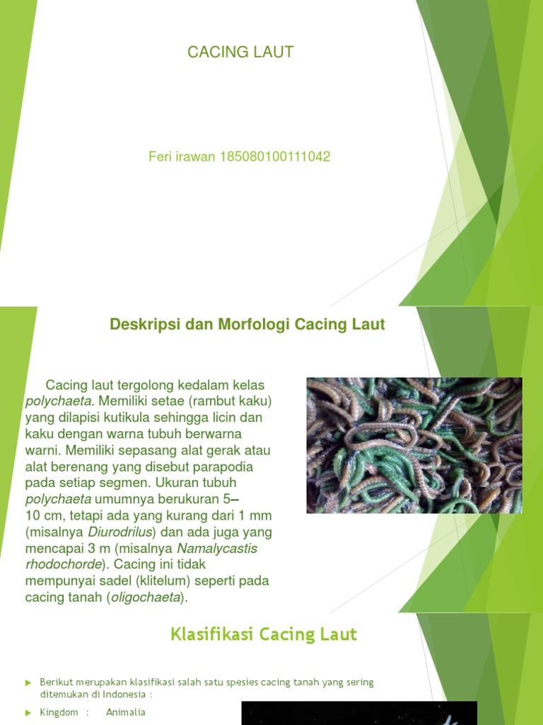 Cacing Laut | PDF | Sains & Matematika