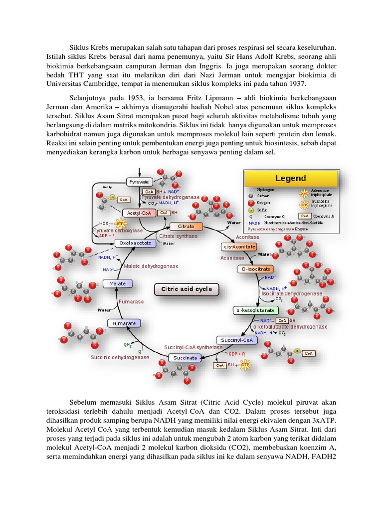Siklus Krebs Crop Physiology | SpringerLink