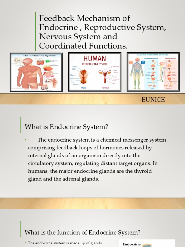 Feedback Mechanism of Endocrine System, Reproductive System | PDF