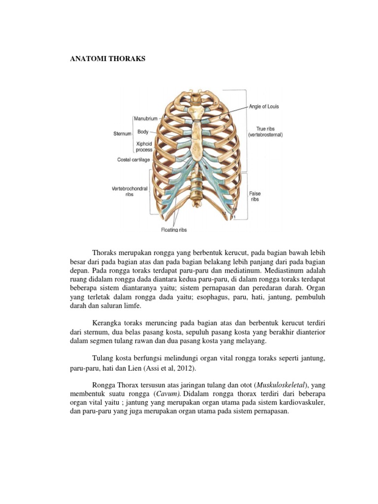 Anatomi Thoraks | PDF