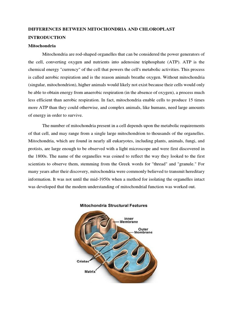 Differences Between Mitochondria and Chloroplast | PDF