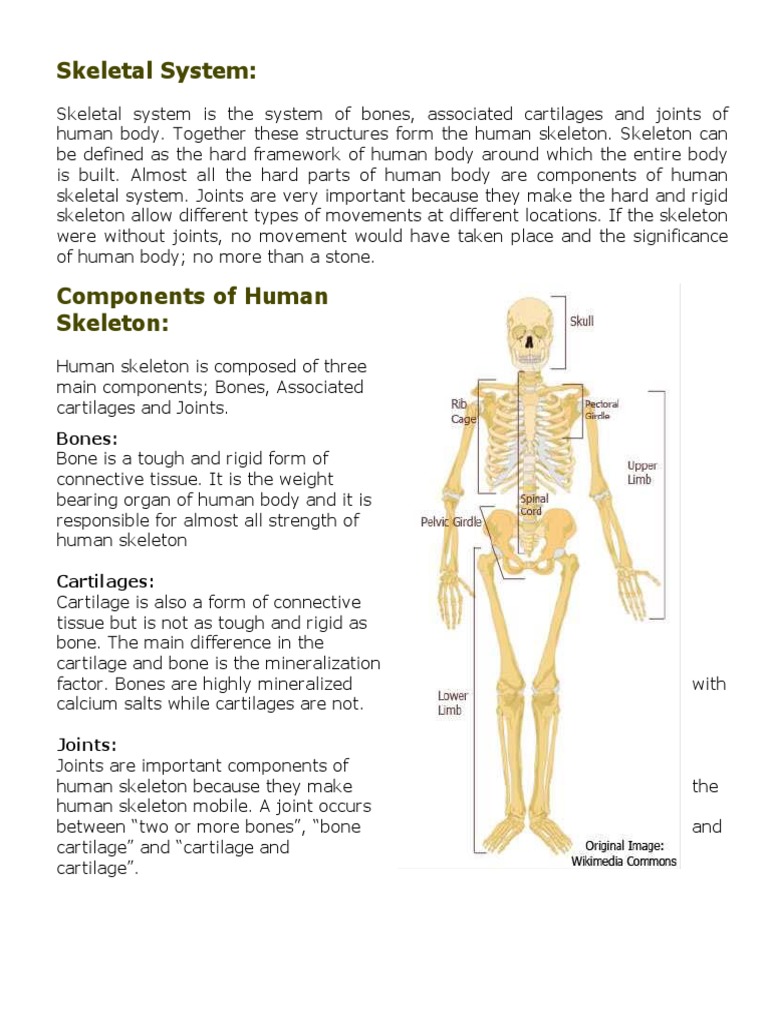 Skeletal System | PDF