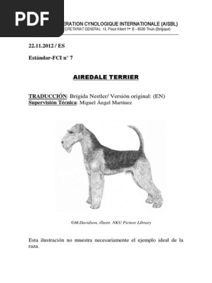 Pueden Un Airedale Terrier Y Un Border Collie Ser Amigos