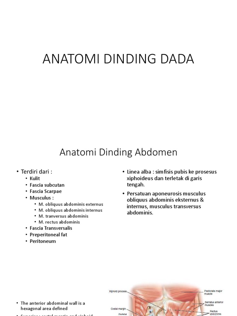 Anatomi Dinding Dada | PDF