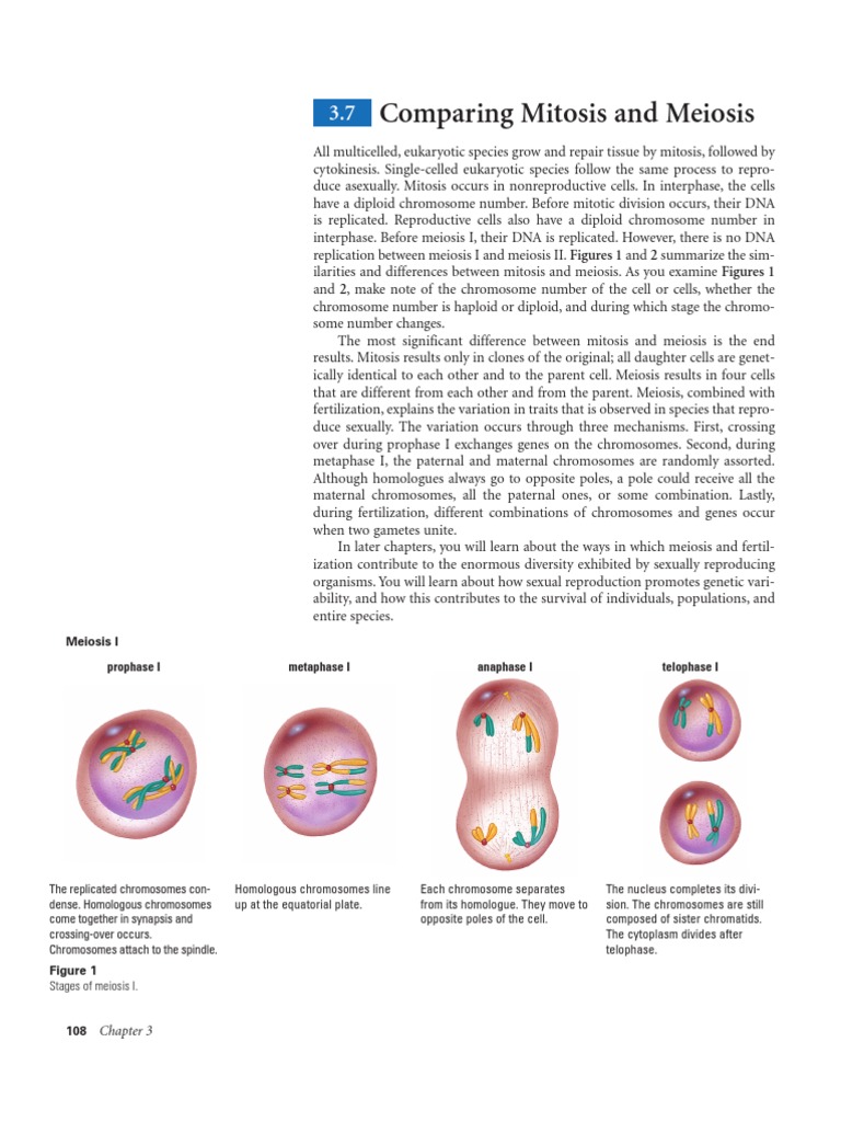 Meiosis - Clay Modelling | PDF | Meiosis | Mitosis