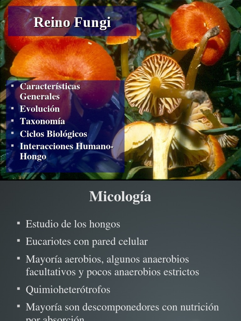 Hongos - Reino Fungi | PDF