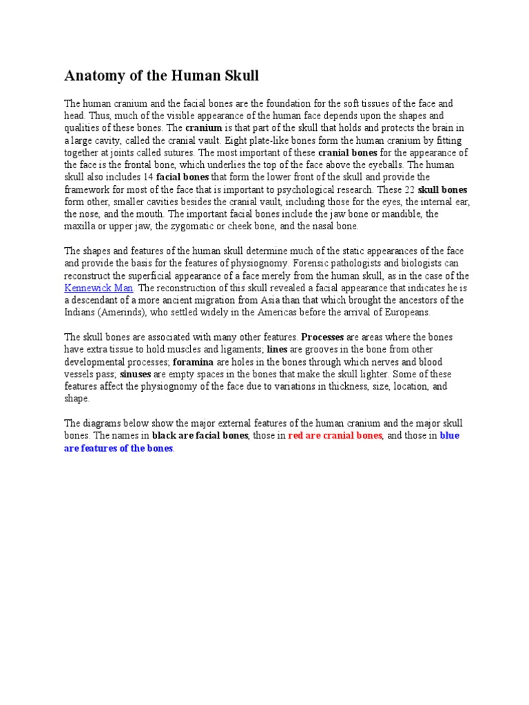 Anatomy of The Human Skull | PDF | Skull | Nervous System