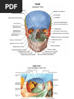Netter's Anatomy Atlas | PDF