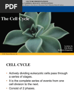 Mitosis Virtual Lab Answer Sheet Part2 | PDF | Mitosis | Cell Cycle