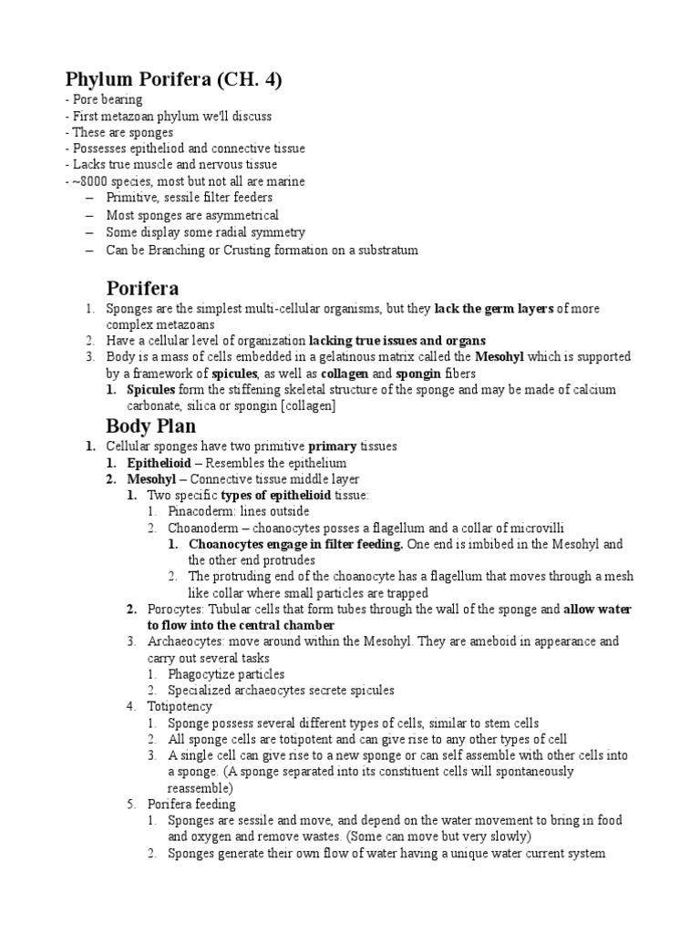 Phylum Porifera, Characteristics and Class Examples | PDF | Sponge ...