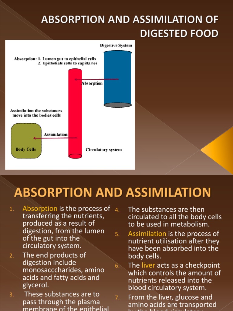 Absorption and Assimilation | PDF