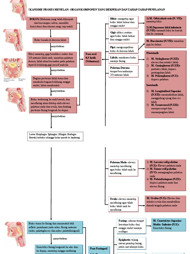 Mekanisme Proses Menelan Fixx | PDF