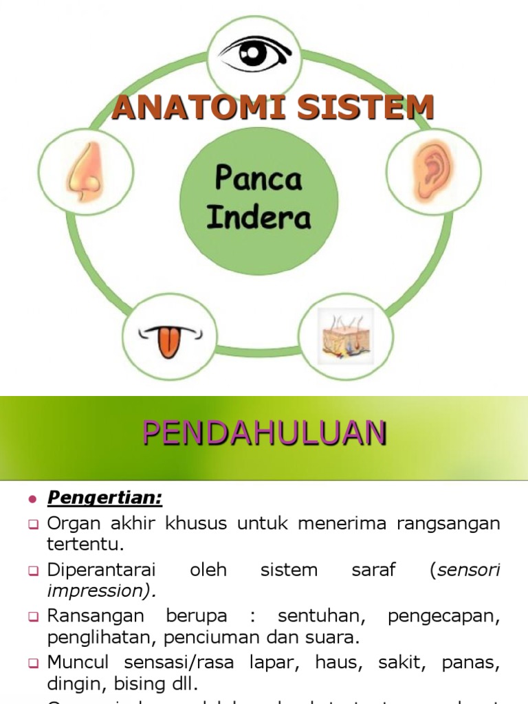Anatomi Sistem Panca Indra | PDF