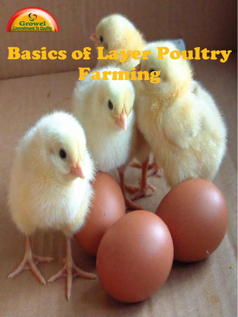 Basics of Layer Poultry Farming PDF | PDF