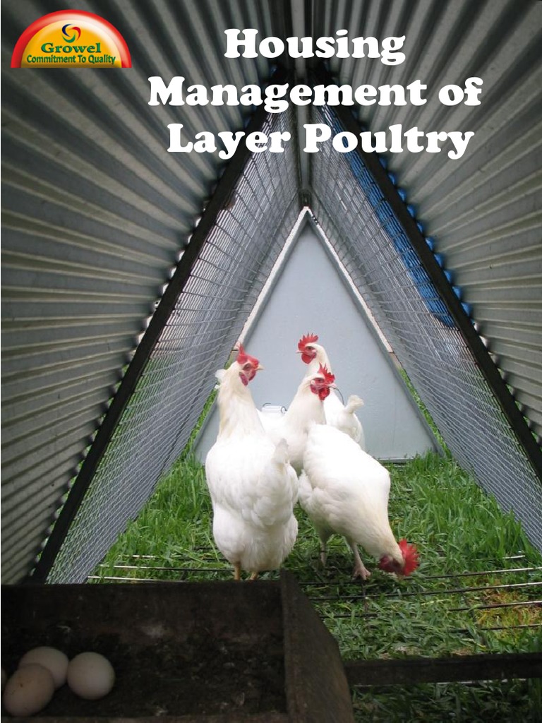 Layer Poultry Housing Management Guide | PDF