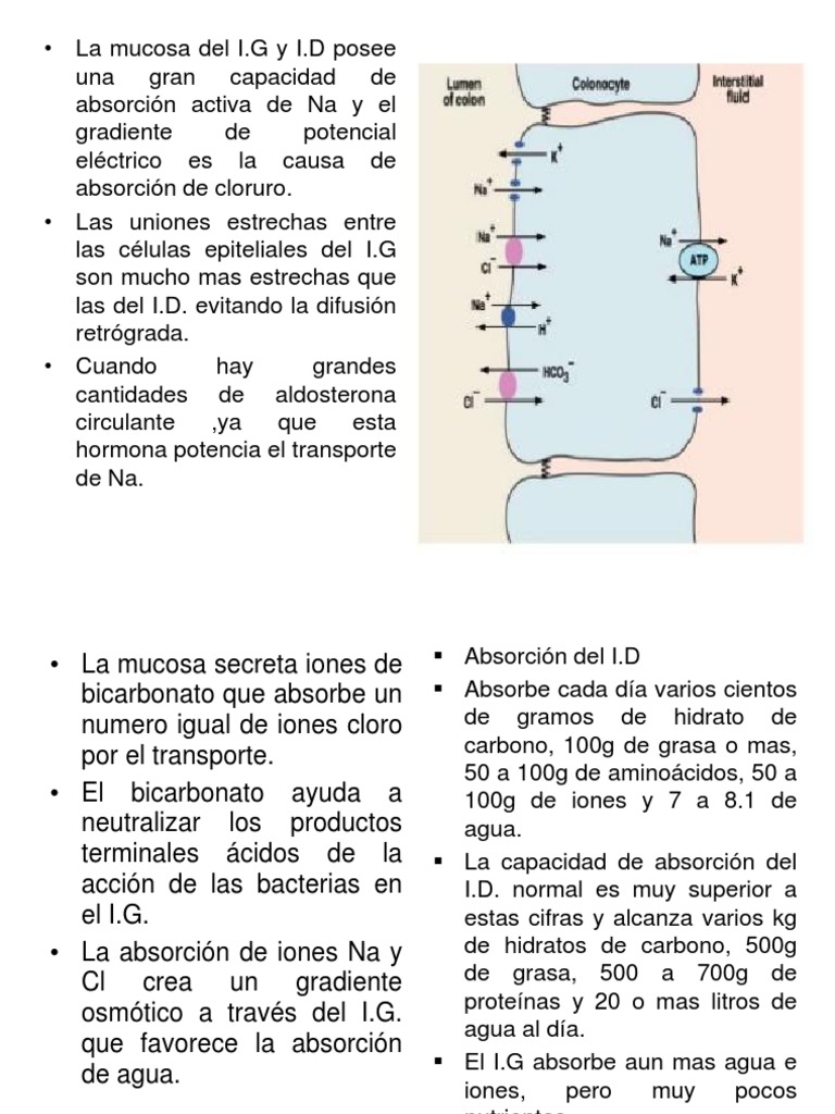 Absorcion | PDF | Hogar, jardinería y bricolaje | Ciencia y matemáticas