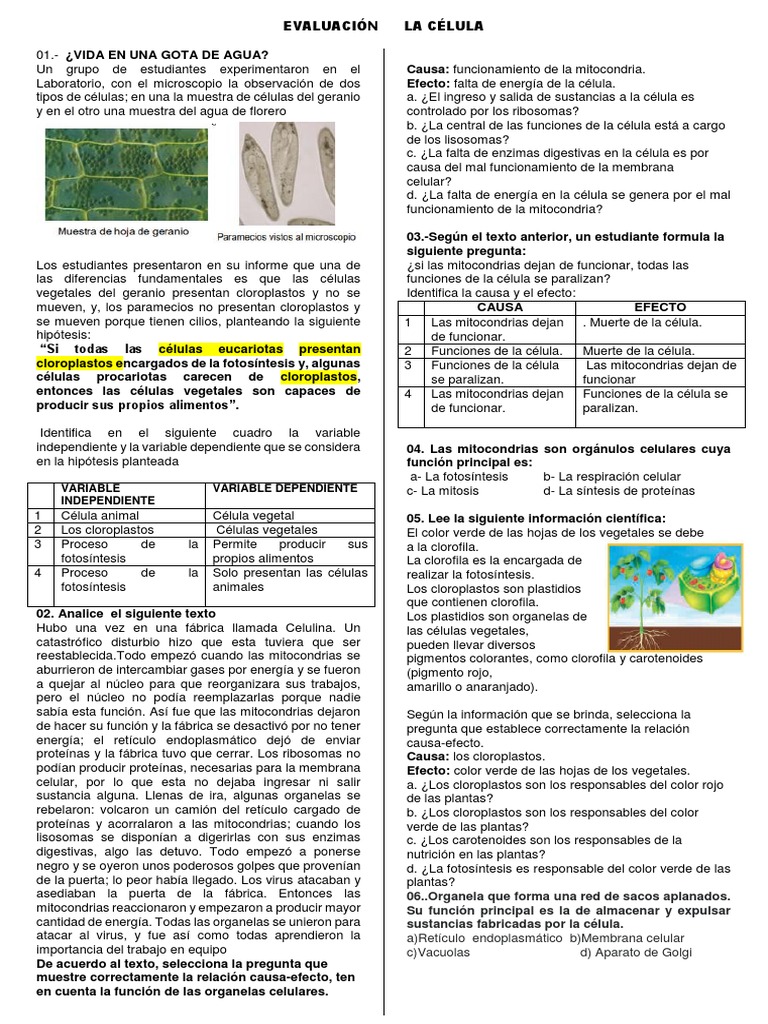 Preguntas La Célula | PDF