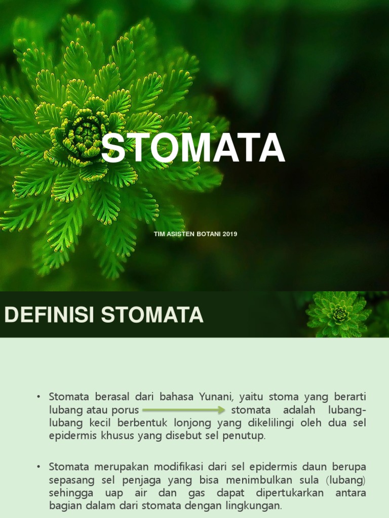4, Stomata | PDF