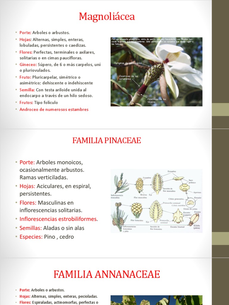Familias de Tipos de Plantas | PDF | Flores | Fruta