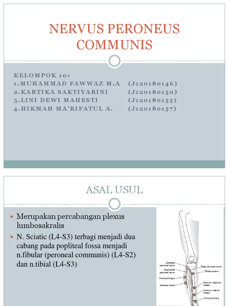 1nervus Peroneus Communis | PDF