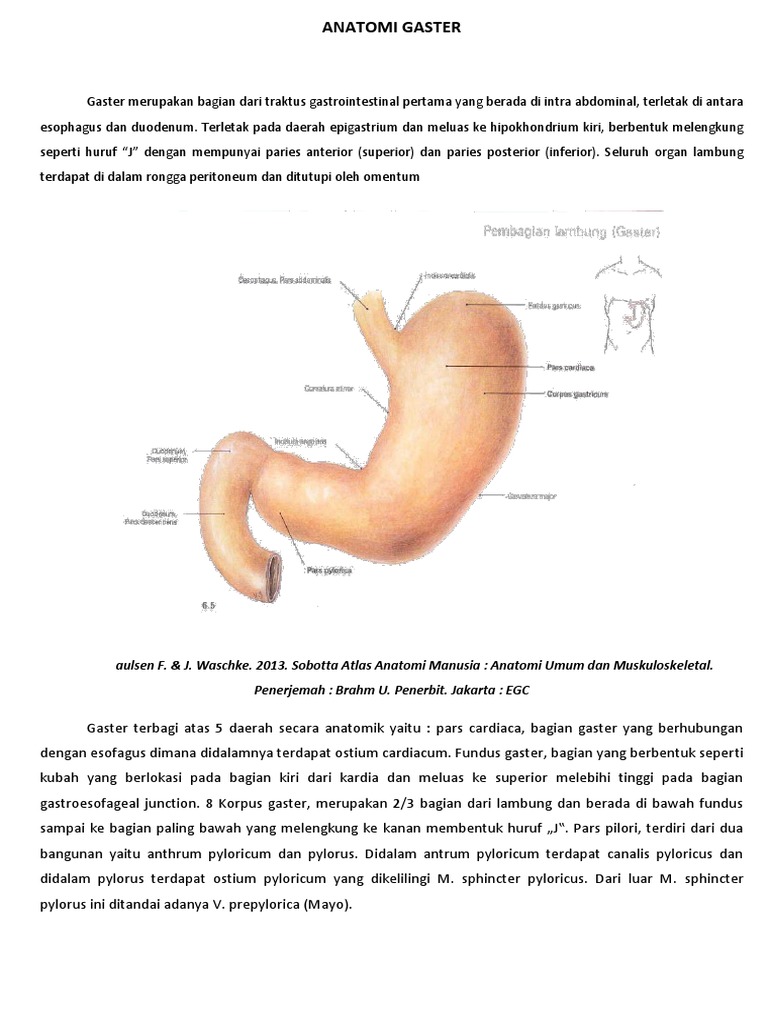 Anatomi Gaster | PDF