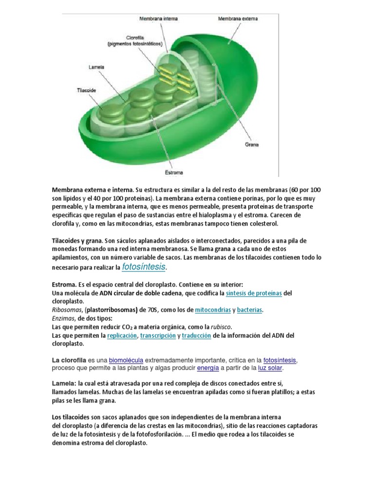 Membrana Externa e Interna | PDF