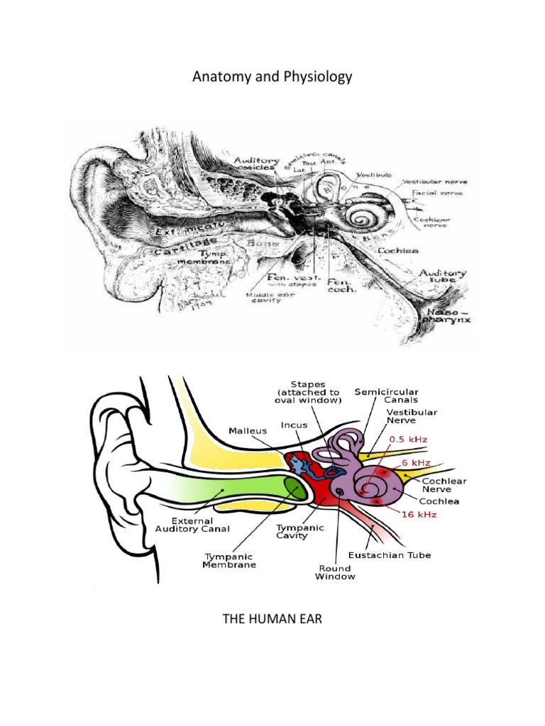 Anatomy and Physiology: The Human Ear | PDF | Ear | Auditory System