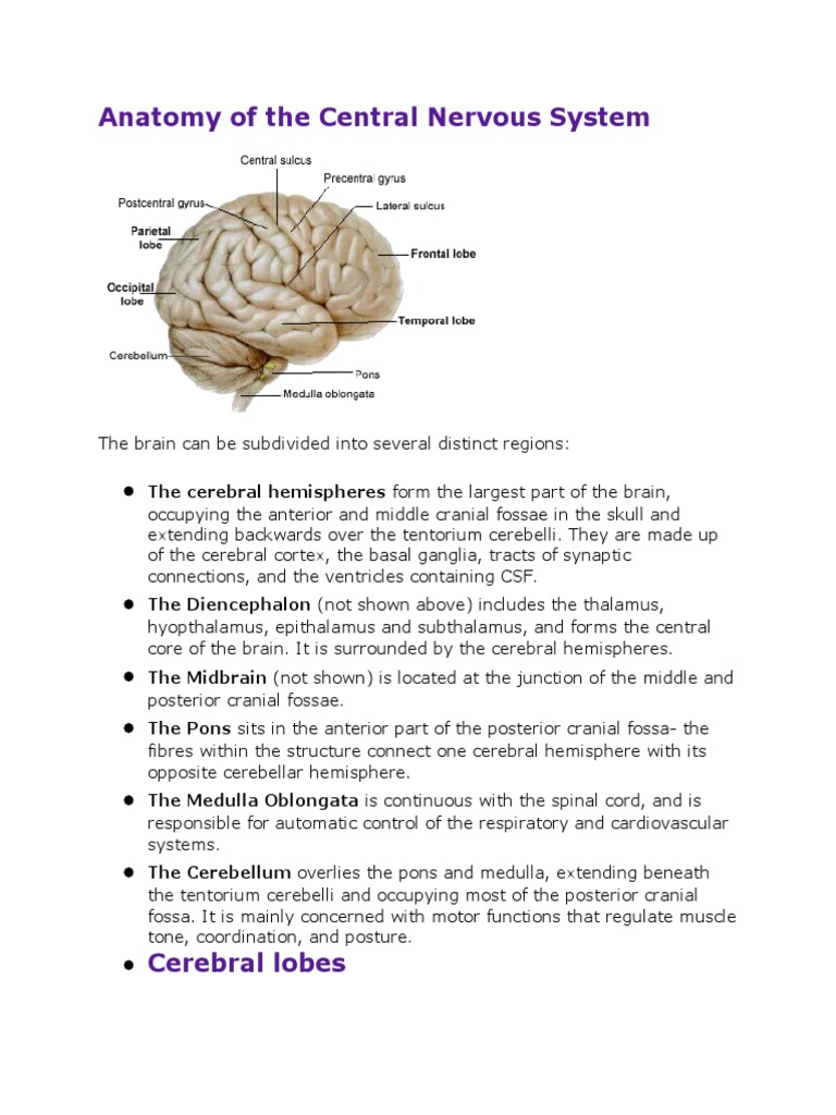 Anatomy of The Central Nervous System | PDF | Central Nervous System ...