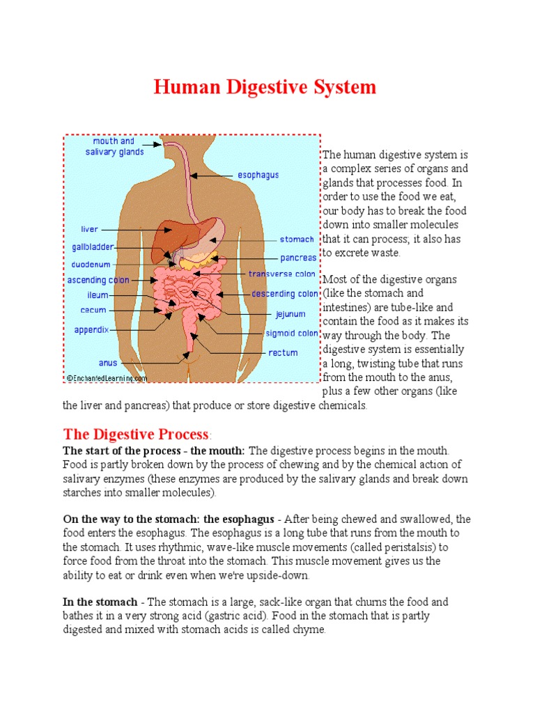 Human Digestive System | PDF