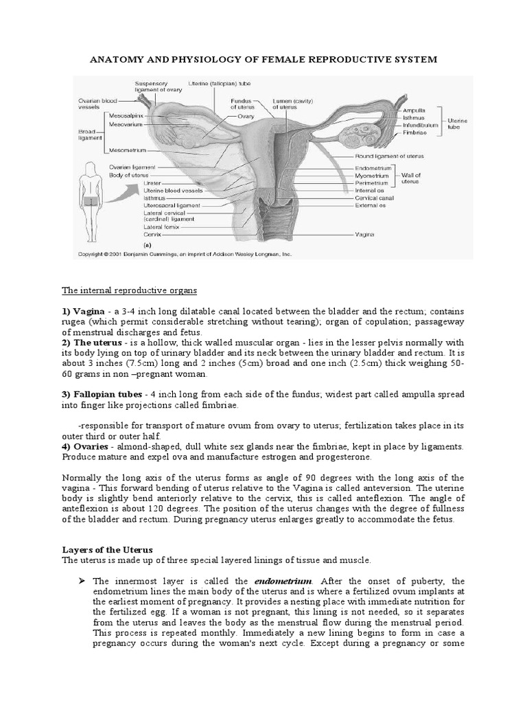 The Phases of Menstrual Cycle | Periodic Phenomena | Human Reproduction