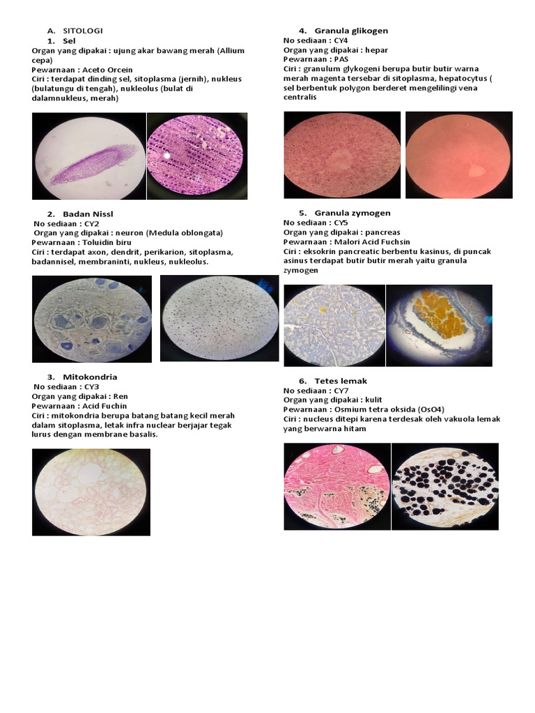 Sitologi Lengkap | PDF