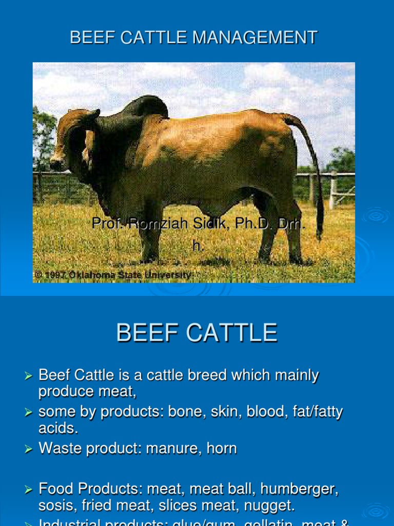 Beef Cattle Management Guide | PDF