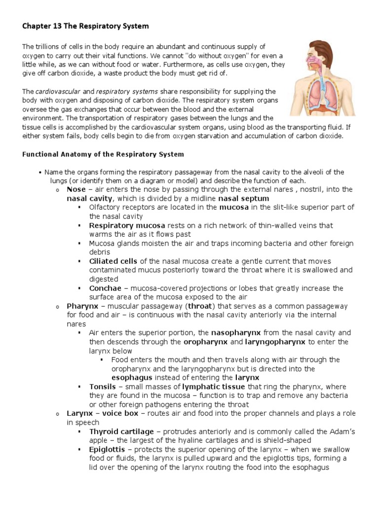 Chapter 13 The Respiratory System | PDF