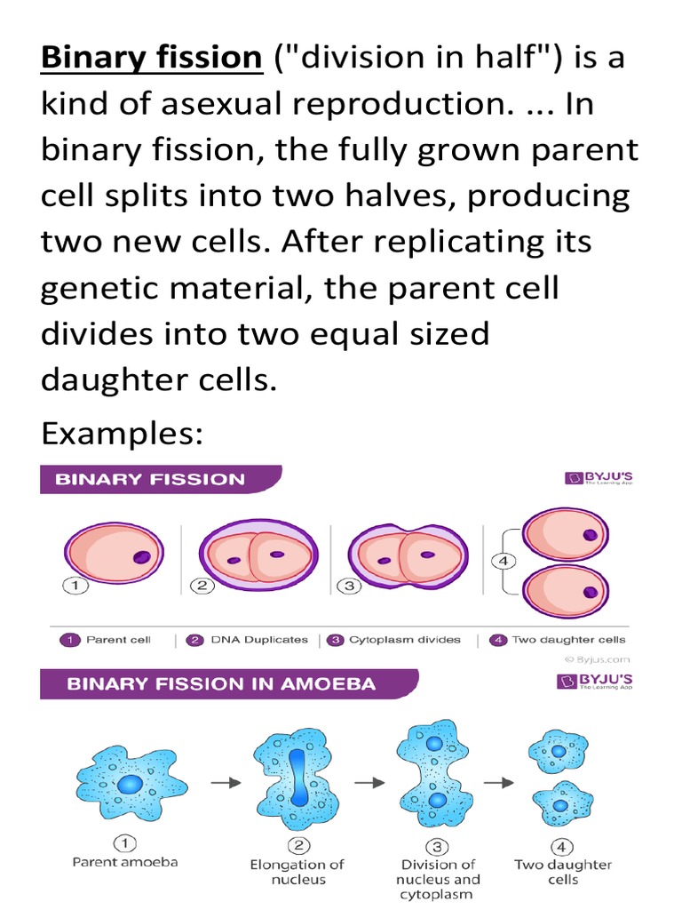 Binary Fission | PDF