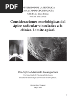 Manejo del Tercio Apical Dental | PDF | Diente humano | Anatomia dental